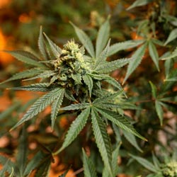 Top Marijuana Penny Stocks on 4/20? Investing in Pot Stocks Made Simple